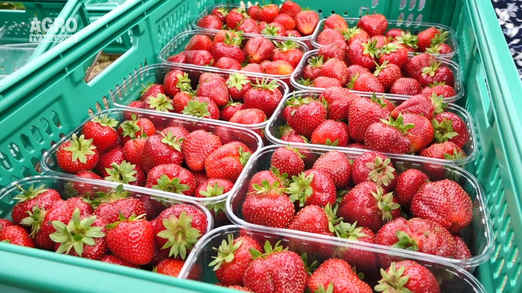 Tipuri de ambalaje pentru fructe moi și struguri de masă. – Agro Oguz